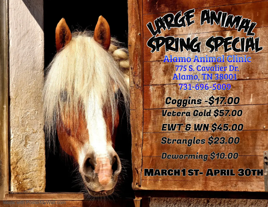 Alamo Animal Clinic | Alamo, TN 38001